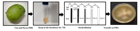 Yeast Isolation Process Download Scientific Diagram