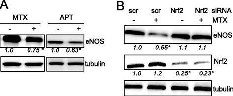 Active Nf E2 Related Factor Nrf2 Contributes To Keep Endothelial No