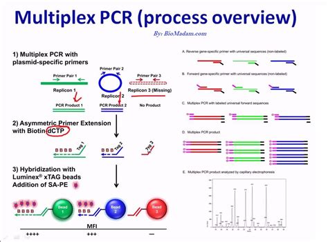 types of pcr common kinds of polymerase chain reaction