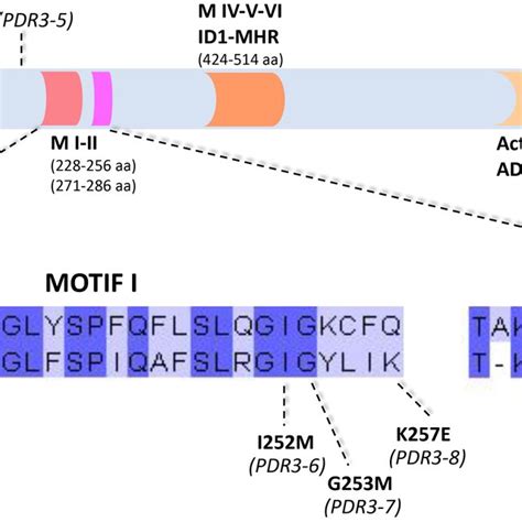 Mapping Of Gain‐of‐function Mutations Within The Structural Motifs Of