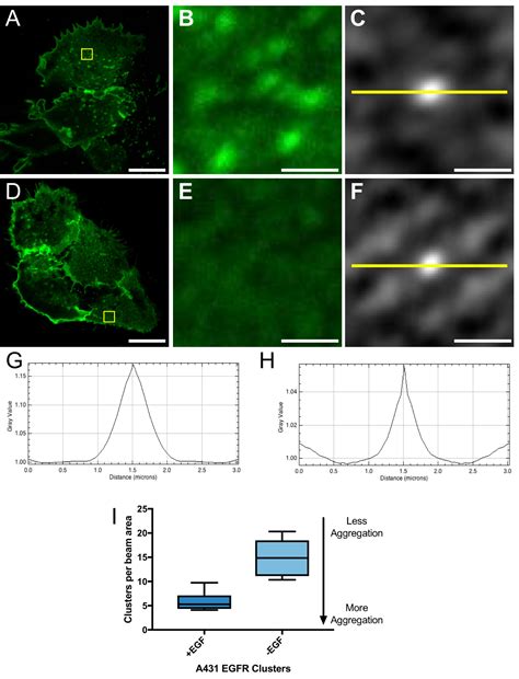Confocal Microscopy Reveals Cell Surface Receptor Aggregation Through