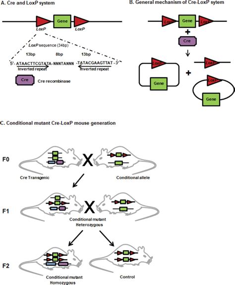 Mouse Models Of Experimental Glioblastoma Gliomas Ncbi Bookshelf