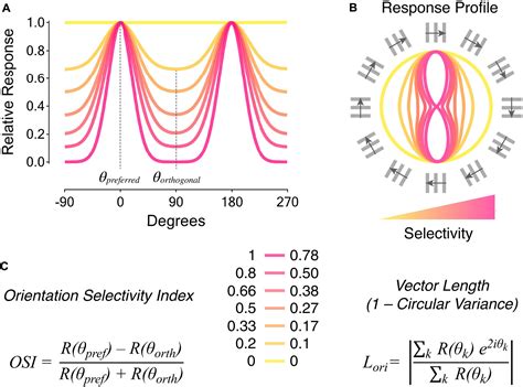 Frontiers Orientation Selective Retinal Circuits In Vertebrates
