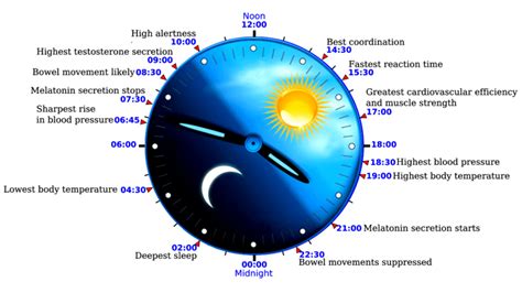 How To Reset Your Circadian Rhythm How To Improve Sleep
