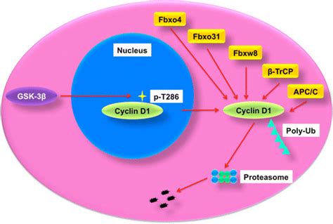 Ubiquitin Proteasome Mediated Cyclin D1 Degradation Phosphorylation Is
