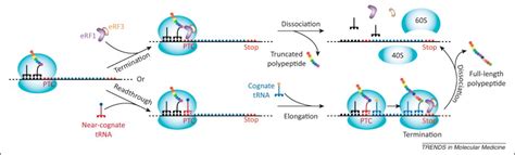 Sense From Nonsense Therapies For Premature Stop Codon Diseases