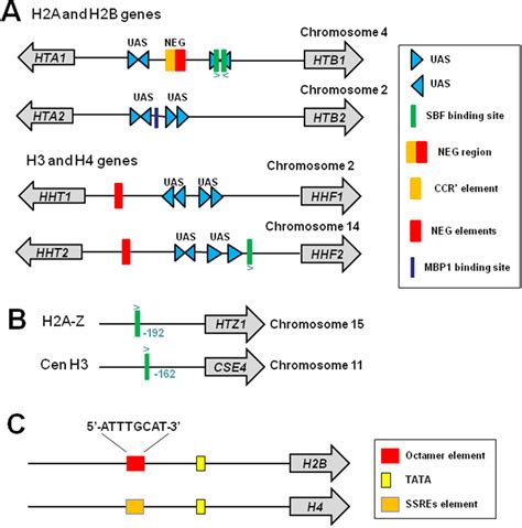 Histone Gene Structure In Yeast And Mammals A Structure Of Yeast