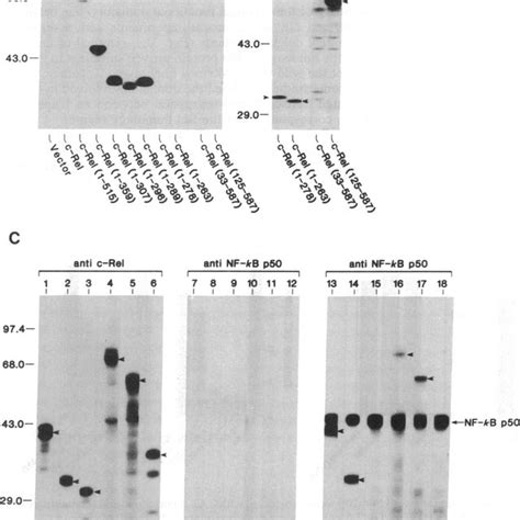 Deletion Mapping Of The C Rel Dna Binding And Dimerization Domains A