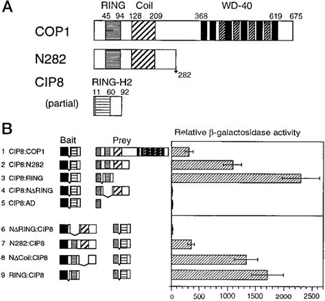 The Ring Finger Domain Of Cop1 Interacts With Cip8 In The Yeast