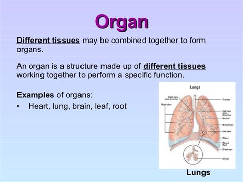 Cell Structure And Organisation