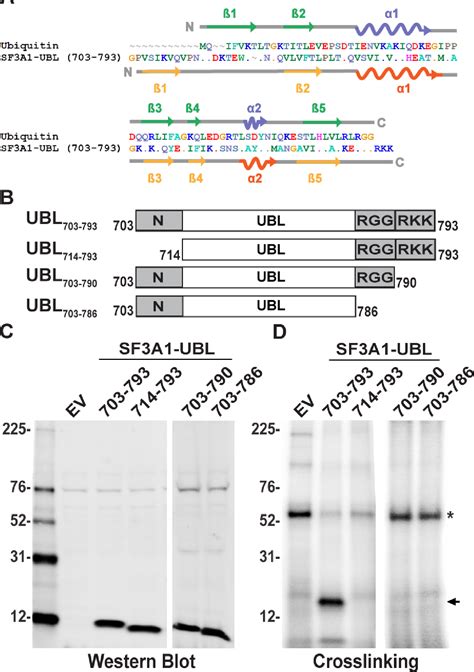 Figure 2 From Identification Of A Noncanonical Rna Binding Domain In