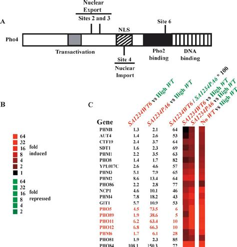 Whole Genome Expression Dna Microarrays Of Pho4 Sa1234wt6 And Pho4