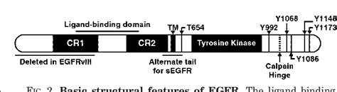 Figure 2 From A Carboxyl Terminal Mutation Of The Epidermal Growth