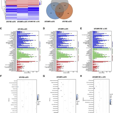 Differentially Expressed Mirnas By Rna Seq A Heatmap Of Hierarchical