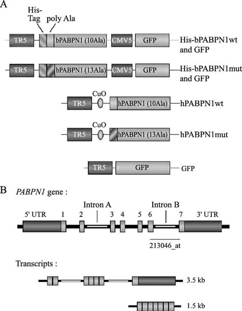 Schematic Representation Of The Inducible Expression Cassette Of The