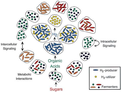 2 The Three Major Components Of The Microbial Diversity Download