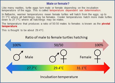today is world sea turtle day flatbacks
