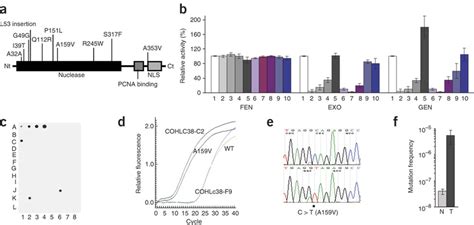 Fen1 Mutations Identified In Human Cancers Have A Segregated Nuclease