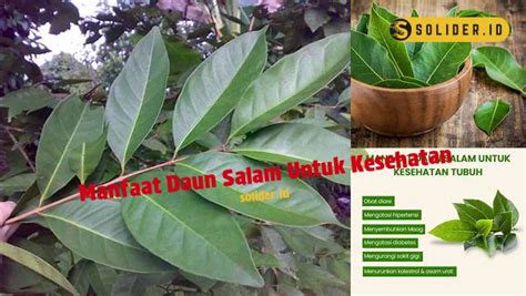 Temukan Manfaat Daun Salam Untuk Kesehatan Rahasia Kesehatan Yang