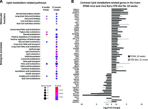 Expression Of Lipid Metabolism Related Genes In The Livers Of Stam Mice
