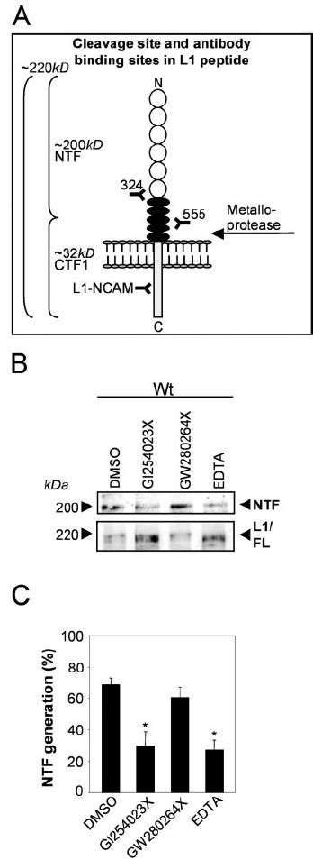 Different Effects Of Adam10 And Adam17 Inhibitors On L1 Proteolysis