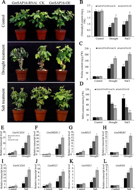 Frontiers Genomic Analysis Of Stress Associated Proteins In Soybean