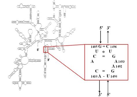 Secondary Structure Of 16s Rrna In Li Decoding A Site Is Shown In