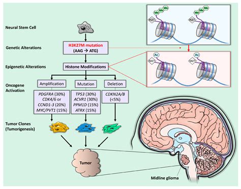 H3k27m Mutant Diffuse Midline Glioma Encyclopedia Mdpi