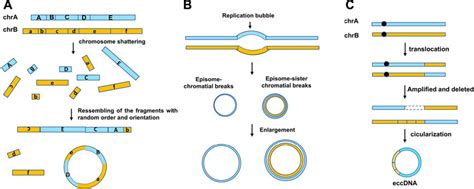 Frontiers Extrachromosomal Circular Dna Eccdna From Chaos To Function