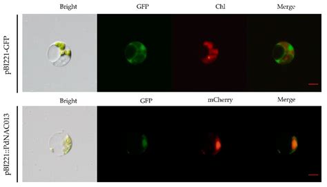 Ijms Free Full Text Genome Wide Characterization And Evolutionary