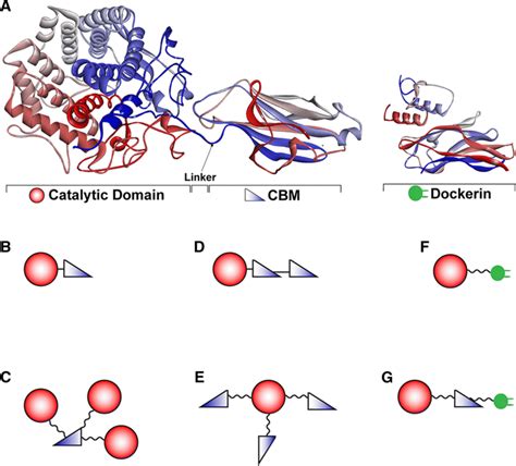 Representative Illustrations Of Different Domains In The 3d Structure