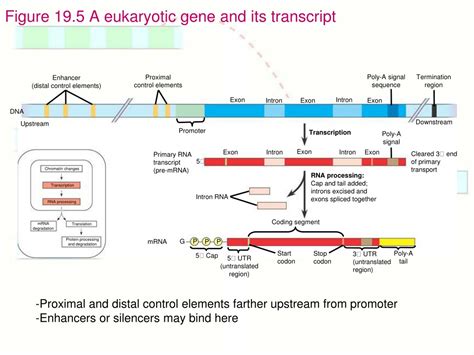 Ppt Chapter 19 Eukaryotic Genomes Organization Regulation