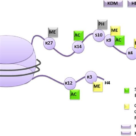 Known Post Translational Modifications Of N Terminal Tails In Histones