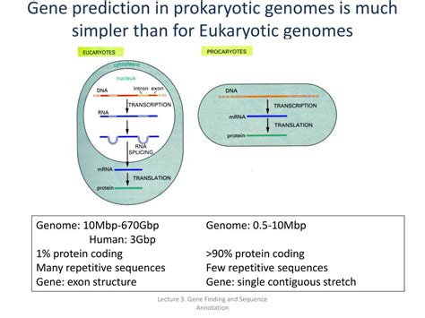 Ppt Gene Finding And Sequence Annotation Powerpoint Presentation