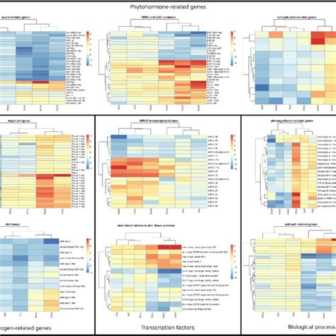 Heatmaps Showing The Expression Of Genes Associated With Different