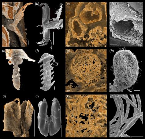 Preserved Body Parts [image] Eurekalert Science News Releases