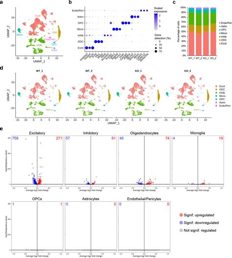 Snrna Seq Analysis Of The Cerebral Cortex Of Crt Y Wt And Crt− Y