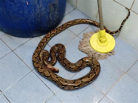 woman attacked by 2m python when she sat on toilet in thailand daily