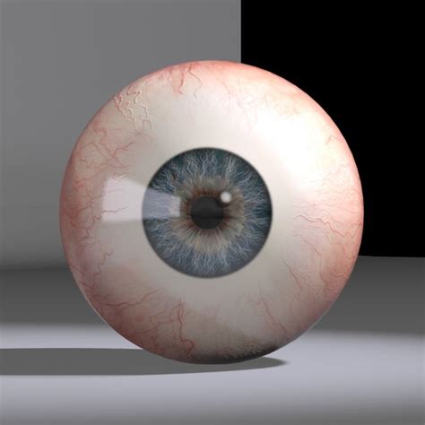 human eyeball eyes 3d c4d