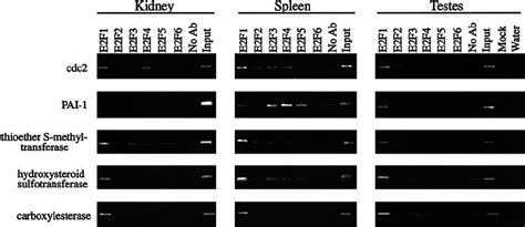 Analysis Of The Binding Of E2f1 To Target Promoters In Different