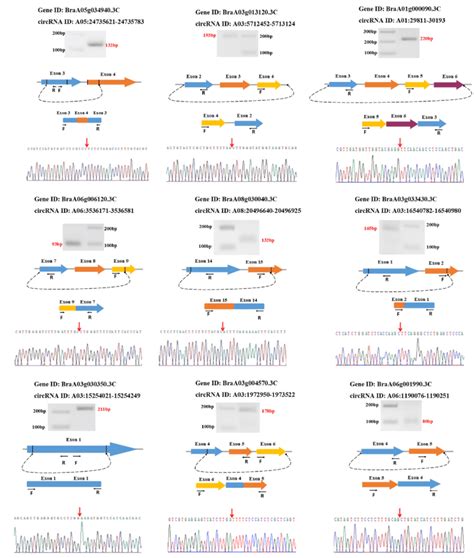 Circrna Validation Using Divergent Primers And Sanger Sequencing From