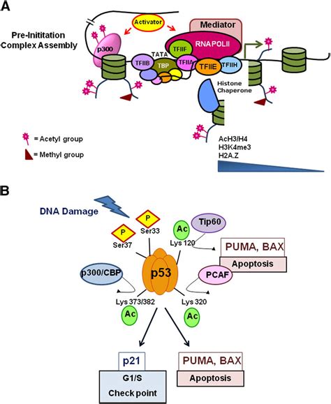 Role Of Acetylation In Transcription A Acetylation Of Histones