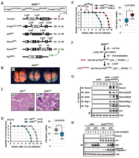 Cells Free Full Text Runx3 Restoration Regresses K Ras Activated