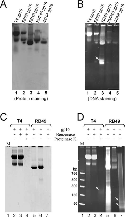 Figure 1 From Exclusion Of Small Terminase Mediated Dna Threading