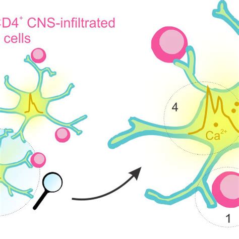 Schematic Depicting Rapid Astrocyte Immune Cell Interaction Mediated