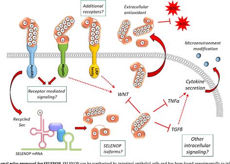 Roles For Selenium And Selenoprotein P In The Development Progression