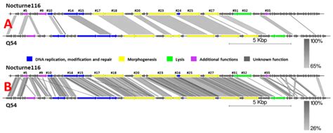 Pairwise Genome Nucleotide Sequence Comparison Of Lactococcus Phages