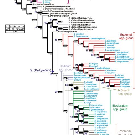 Strict Consensus Of The 32 Most Parsimonious Trees That Resulted From