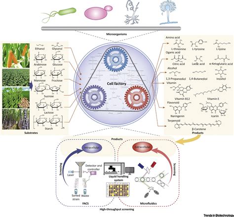 High Throughput Screening Technology In Industrial Biotechnology
