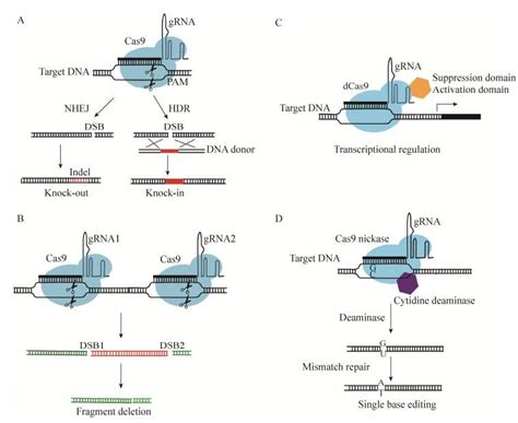 Gene Knock In Services With Crispr Cas9 Technology Lifeasible